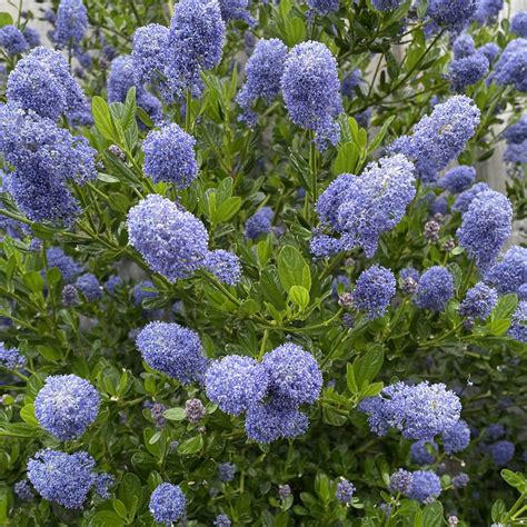 Ceanothus Yankee Point 4 5l Pot Elixir Garden Supplies