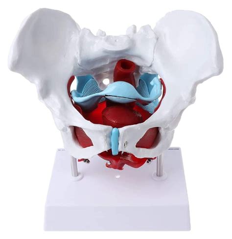 Buy Organ Model Anatomy Model Of Female Pelvis Pelvic Floor Muscles