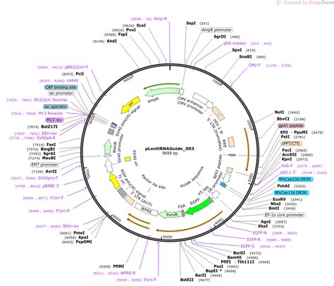 Addgene Plentirnaguide 003