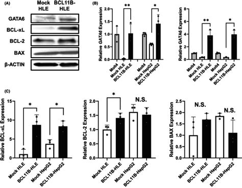 Bcl11b Expression In Hepatocellular Carcinoma Relates To