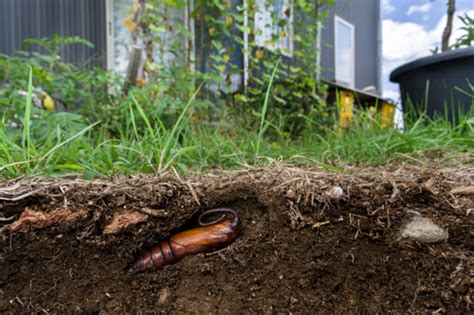 エビガラスズメ蛹 自然観察な日々