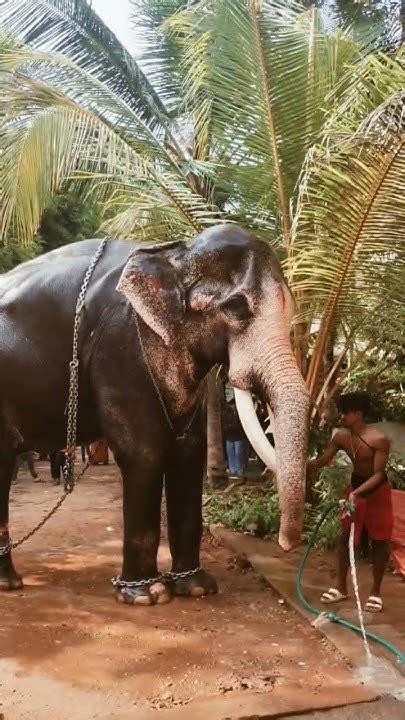 Cherpulassery Anandapadmanabhan ️ Youtube