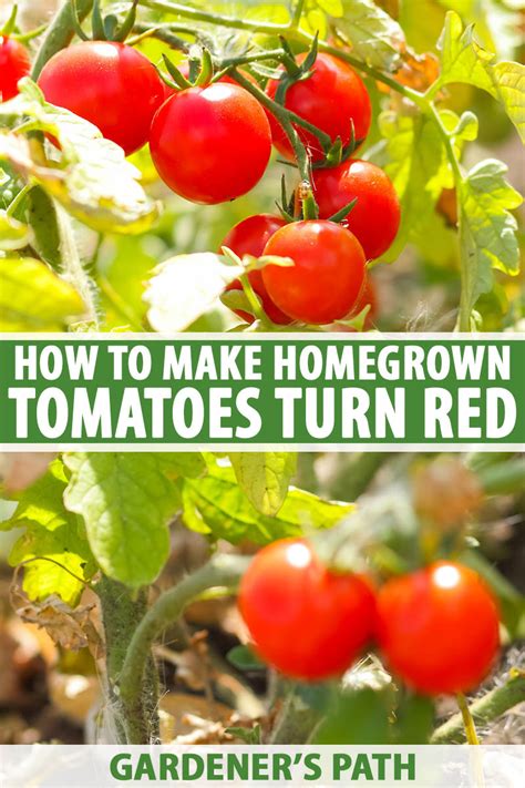 How To Make Homegrown Tomatoes Turn Red Gardeners Path