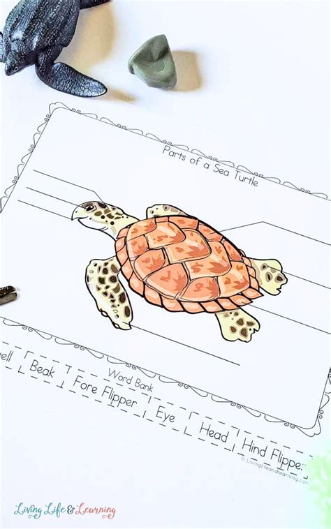 Sea Turtle Diagram