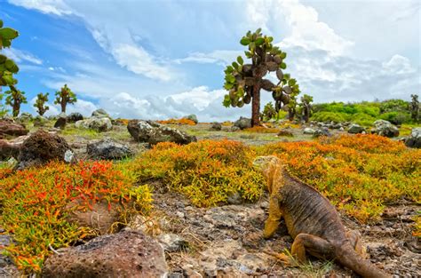 Galápagos Islands In Darwins Footsteps Plus Machu Picchu Hx