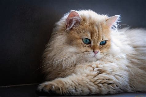 Обои Животные Коты обои для рабочего стола фотографии животные коты кот кошка Обои для