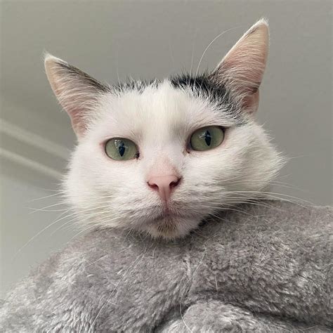 Bubiesthecat Paradises Amazon Page