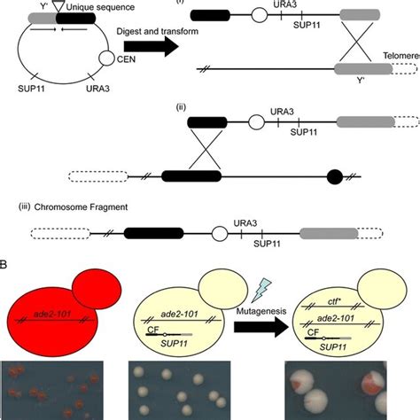 Features Of The Chromosome Fragment And Ctf Assay A Schematic Of