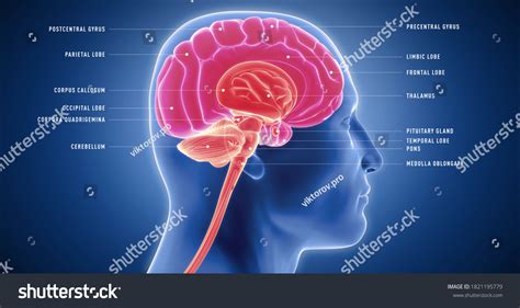 Human Brain Detailed Model Neocortex Limbic Stock Illustration