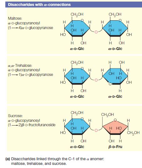 Maltose Fischer Structure