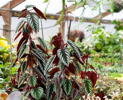 Retail Angle Acres Greenhouse