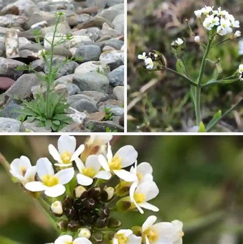12 Species In Genus Arabidopsis