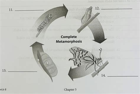 Science Chapter 5 Study Guide Diagram Quizlet