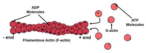 Microfilaments Definition Structure Functions And Diagram