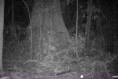 Tree Kangaroo Daintree Rainforest