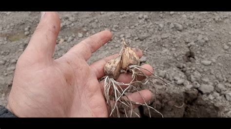 Чеснок спустя месяц после посадки Ранняя посадка чеснока Спрос на посадочный материал чеснока