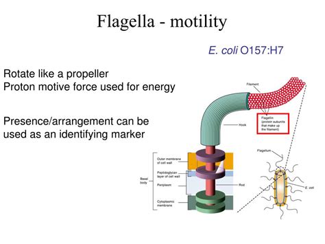 Ppt Morphology Of Prokaryotic Cells Cell Shapes Powerpoint