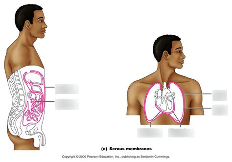 Serous Membranes Diagram Quizlet