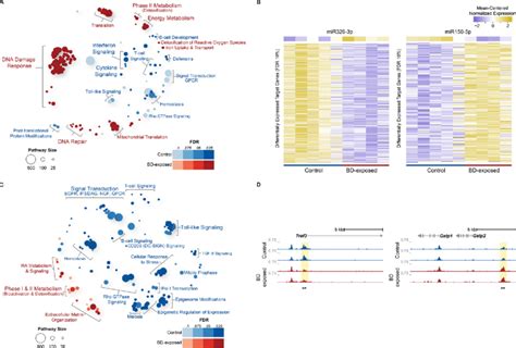 Enriched Reactome Pathways For Differentially Expressed Genes In Lung