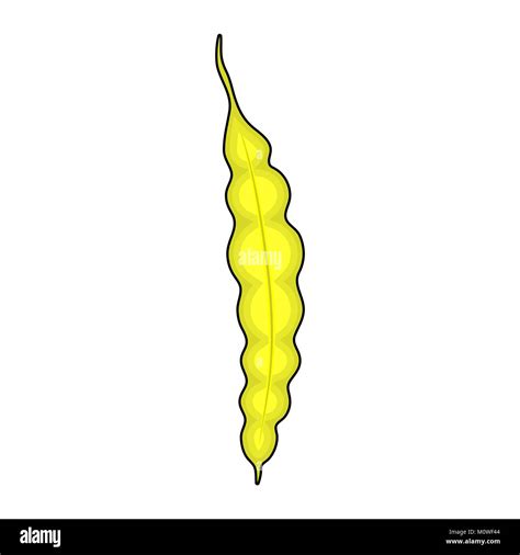 String Bean Yellow Isolated On White Background Stock Vector Image