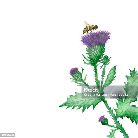 수채화 손 은 우유 엉겅퀴 보라색 바늘 꽃 가지에 녹색 잎 싹과 흰색 배경에 검은 노란색 꿀벌 곤충과 자연 잡초 녹색 식물 구성을 그린 개체 그룹에 대한 스톡 벡터 아트 및