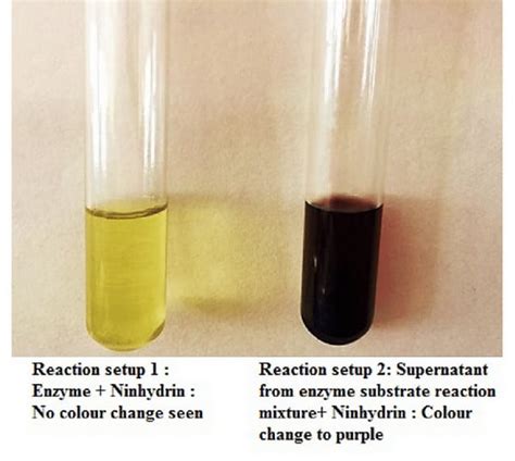 Ninhydrin Test Procedure Uses Principle And Result