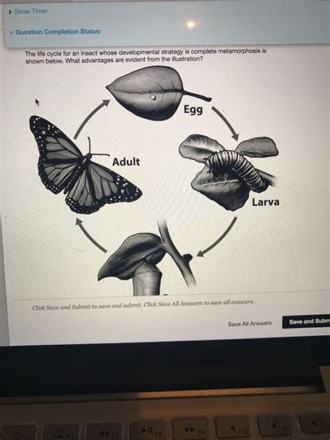 Solved Show Timer Question Completion Status The Life Cycle