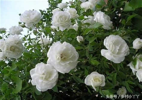花中之藥之花卉欣賞月季花 每日頭條