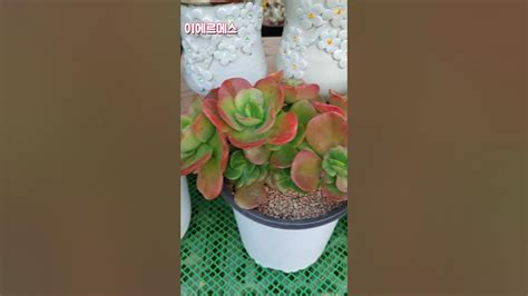 121 레드베리 매직쨈골드 몰라코 스타마크 Youtube