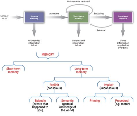 Mcat Memory Diagram Quizlet