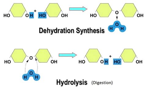 Dehydration Synthesis Hydrolysis And Polymers 9th Grade Quiz Wayground Formerly Quizizz