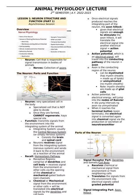 Neuron Structure And Function Medical Biology Stuvia Us