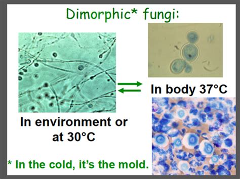 Fungi Flashcards Quizlet