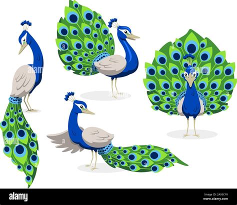 Peacock Mating Cut Out Stock Images And Pictures Alamy