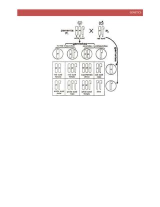 Sex Determination And Sexlinkedinheritance PPTX