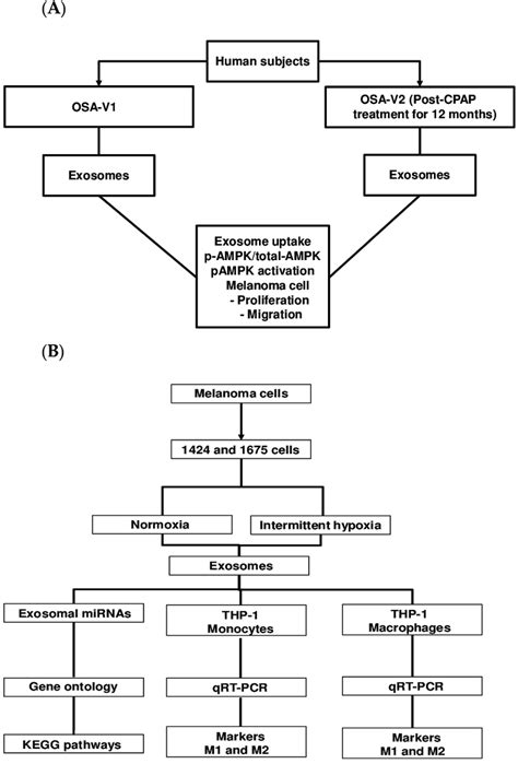 Schema Illustrating The Experimental Design And Data Analyses A Download Scientific Diagram