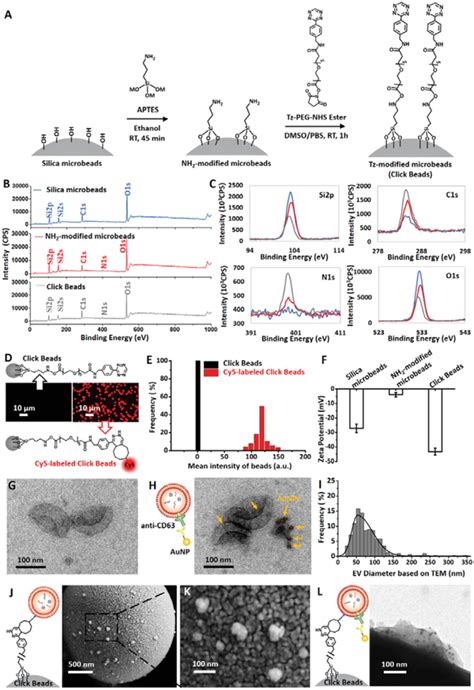 Preparation And Characterization Of Tz‐grafted Microbeads I E Click Download Scientific