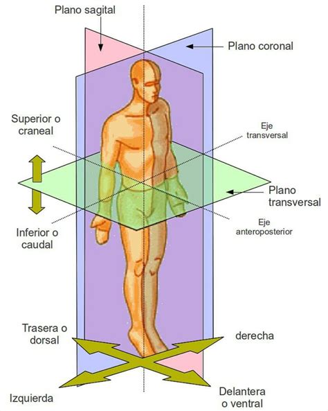 Quais S O Os Eixos Anat Micos Librain