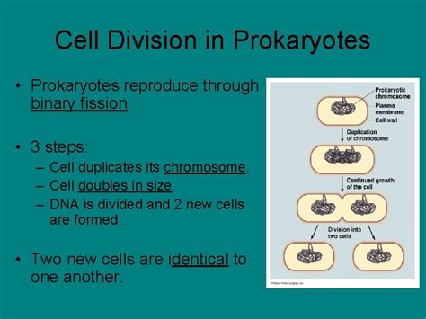 Cell Division In Prokaryotes And Eukaryotes Cell Division