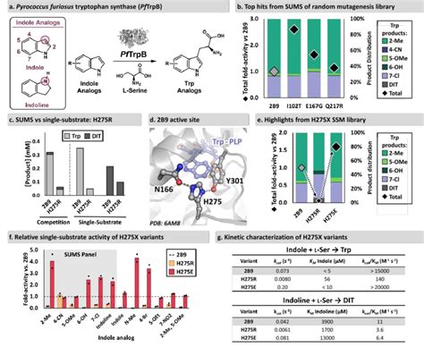 Sums Based Engineering Of The β Subunit Of Pyrococcus Furiosus Download Scientific Diagram