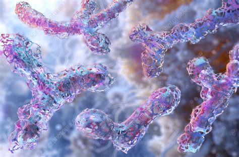 Bifidobacterium Bacteria Illustration Stock Image F044 1512 Science Photo Library