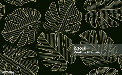 몬스테라가 짙은 녹색 배경에 황금색으로 남는 우아한 매끄러운 벡터 패턴 럭셔리 열대 우림 잎 배경입니다 몬스테라 필로덴드론 잎 열대림 식물 0명에 대한 스톡 벡터 아트 및