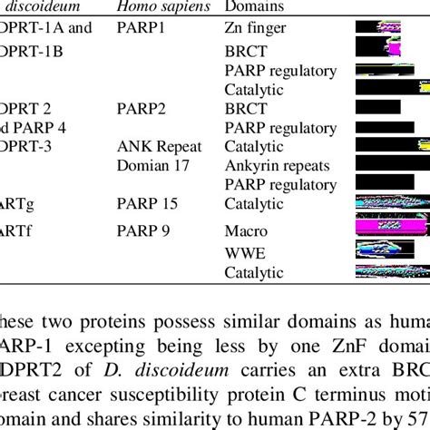 Evolution Of Parp Protein Download Scientific Diagram
