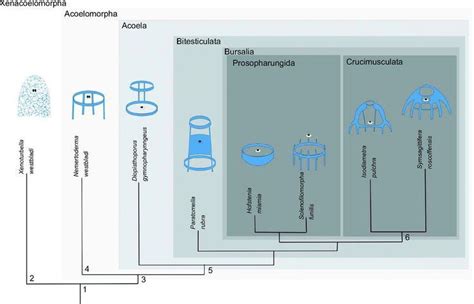 Xenacoelomorpha Alchetron The Free Social Encyclopedia