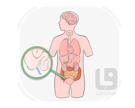 Definition And Meaning Of Vermiform Process Picture Dictionary