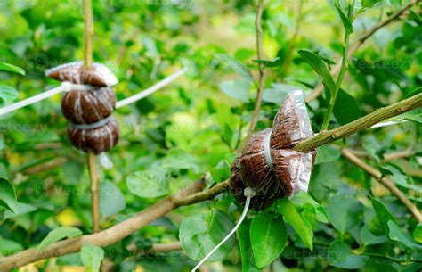 Air Layering A Lime Tree Branch In An Organic Garden Air Layering Plant Propagation Organic