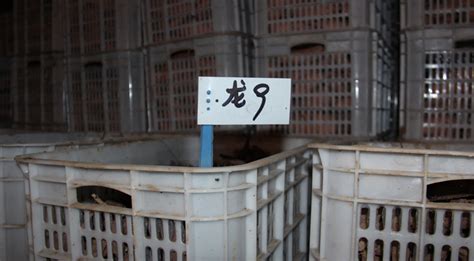 石家庄赞皇县金山红薯育苗基地 河北红薯 石家庄红薯苗 脱毒红薯苗 红薯育苗基地 红薯苗价格 地瓜苗 甘薯苗