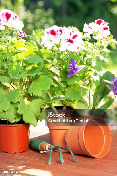 시간을 심기 나무 테이블에 녹색 원 예 식물과 화분에 꽃의 가로 보기 정원 직장 개념입니다 개념에 대한 스톡 사진 및 기타 이미지 Istock