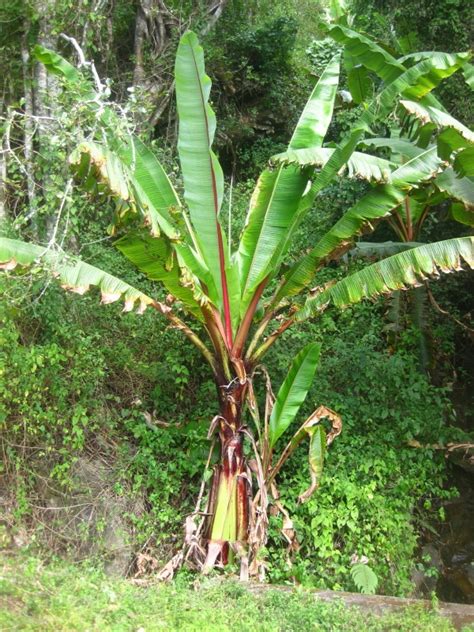 Enset (Ensete ventricosum) corms and pseudostems | Feedipedia