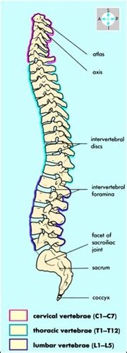 GCSE PE Skeletal System Flashcards Quizlet